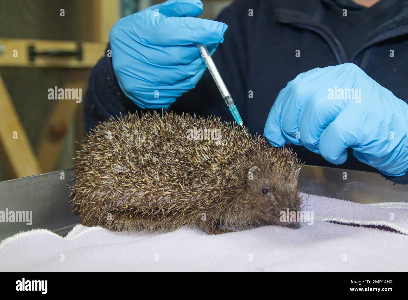 European hedgehog Erinaceus europaeus adult being injected with ...