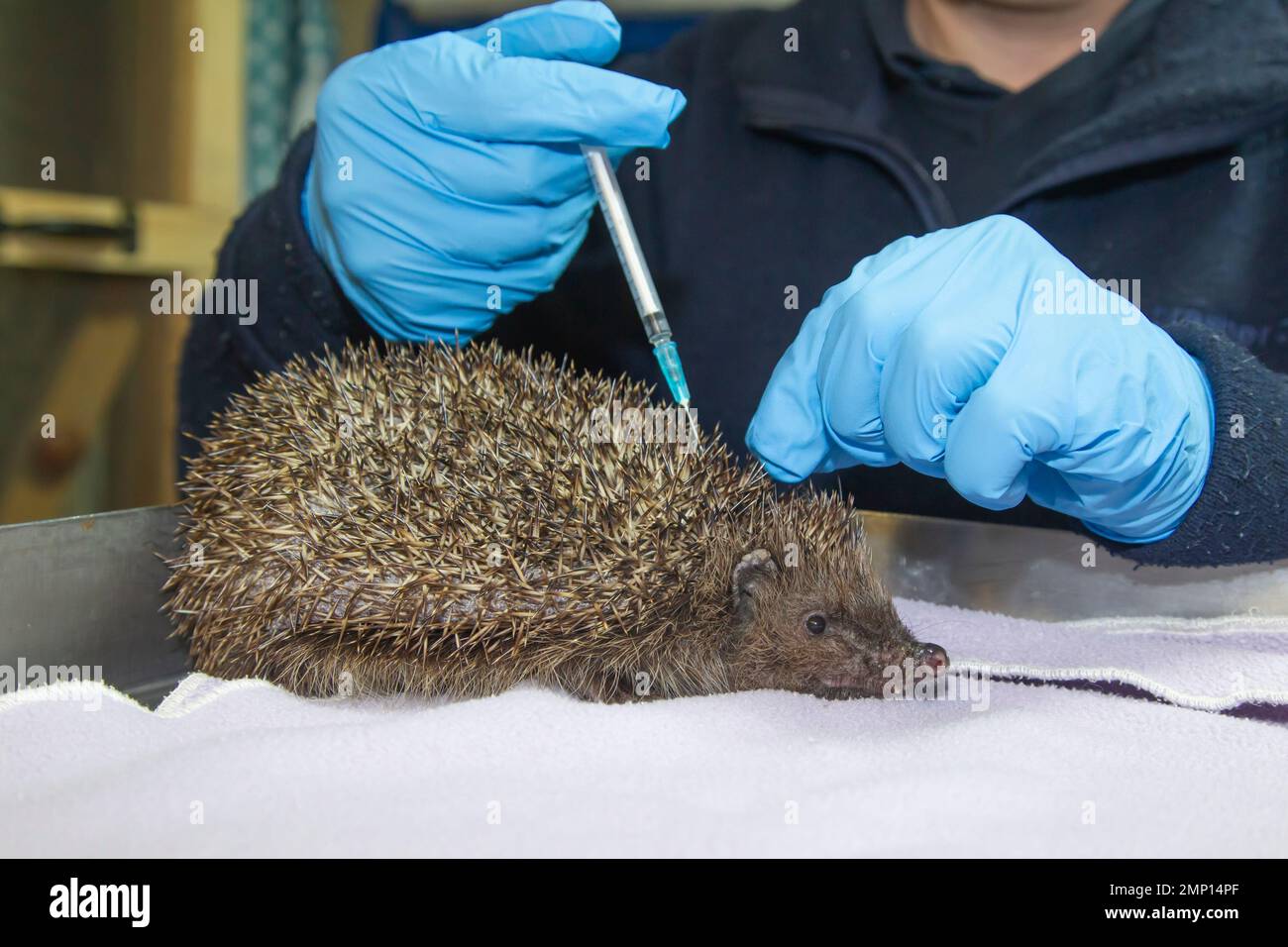 European hedgehog Erinaceus europaeus adult being injected with ...