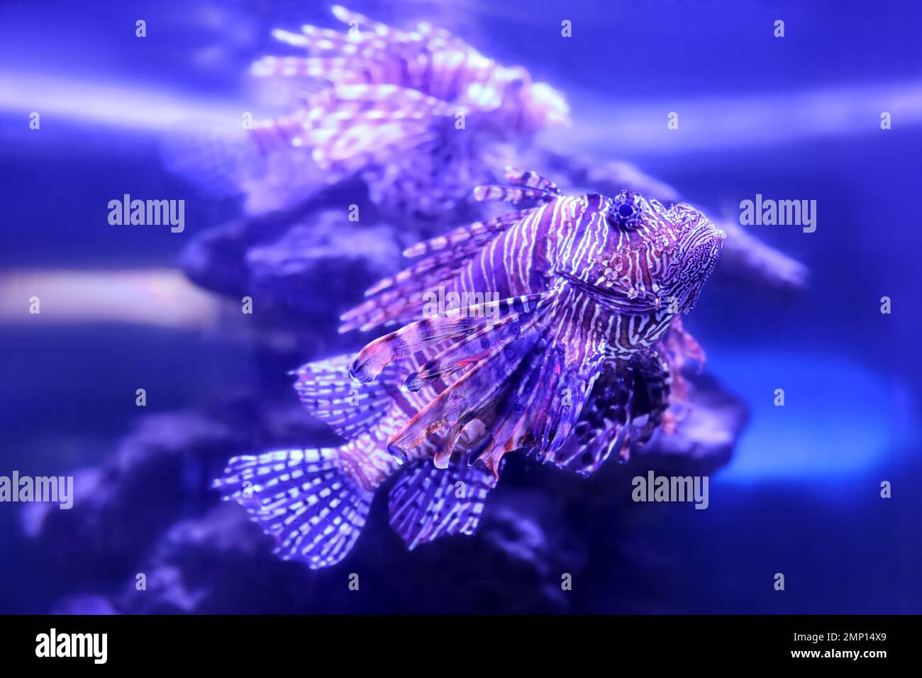 Beautiful lionfish swimming in clear aquarium water Stock Photo - Alamy