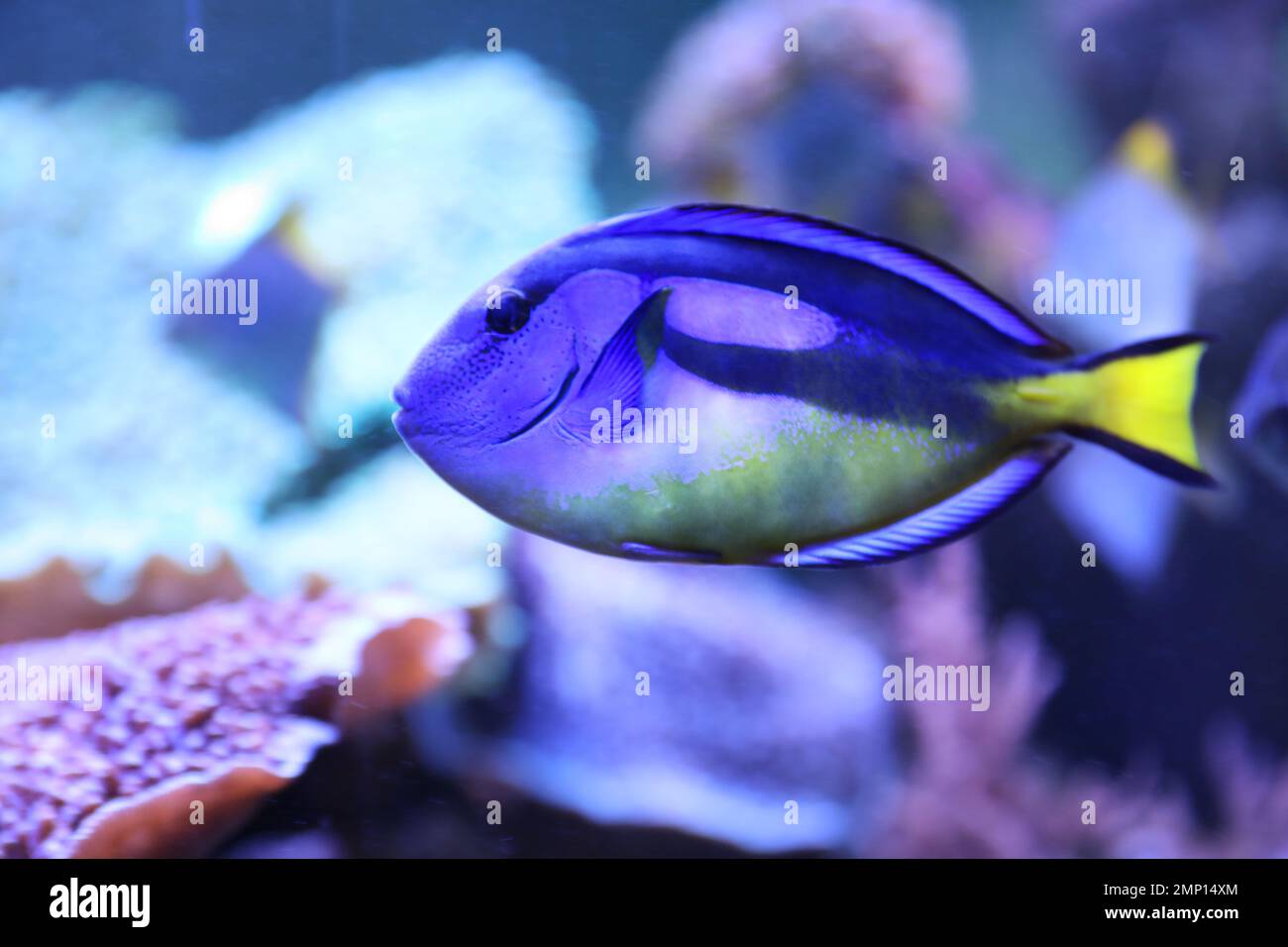 Beautiful tang fish swimming in clear aquarium Stock Photo - Alamy