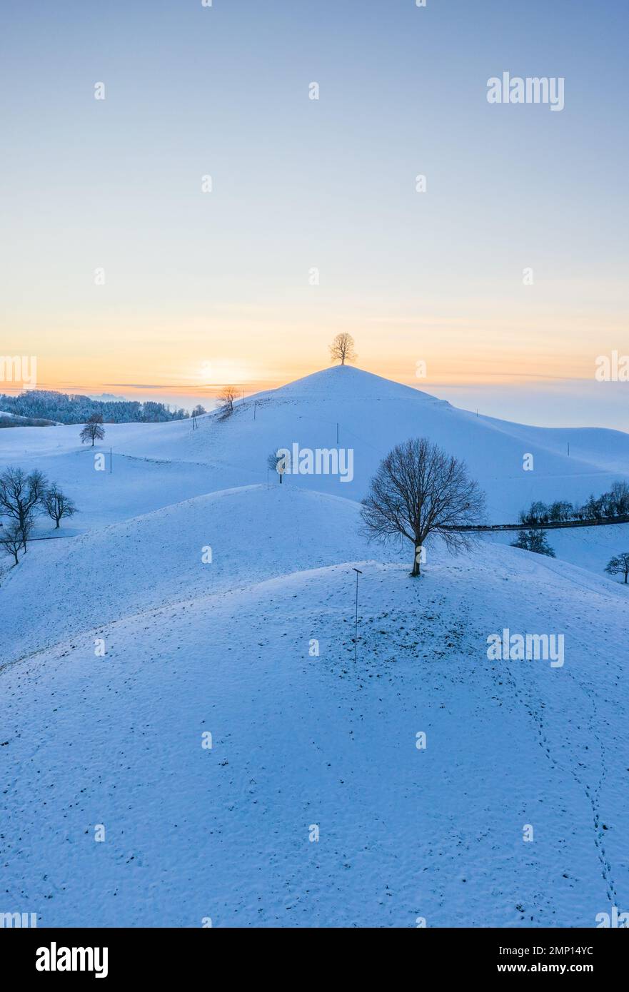 White snow hills landscape on each hill stands a tree Stock Photo - Alamy