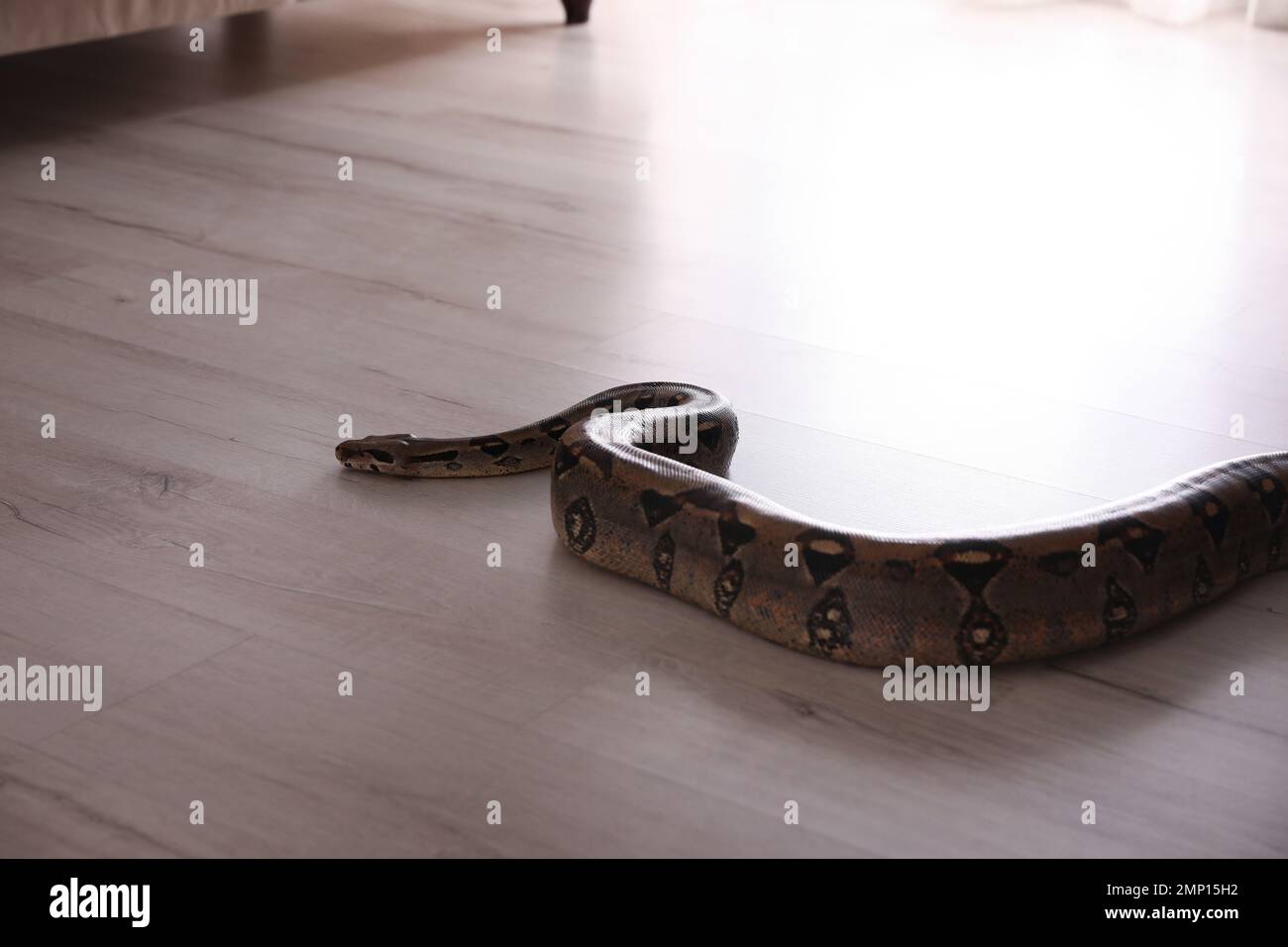 Brown boa constrictor crawling on floor in room Stock Photo - Alamy