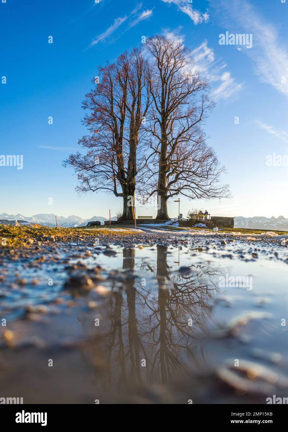 Tree reflected in a puddle hi-res stock photography and images - Alamy
