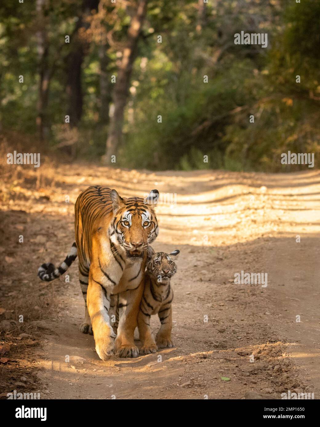 Clinging to mum. Madhya Pradesh, India: THESE RARE images mark one of the first sightings of DJ ...