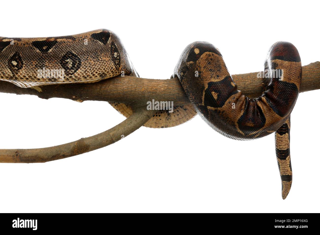 Brown boa constrictor on tree branch against white background Stock ...
