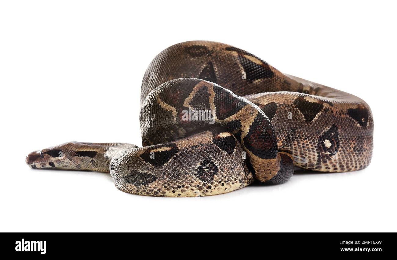Brown boa constrictor on white background. Exotic snake Stock Photo - Alamy