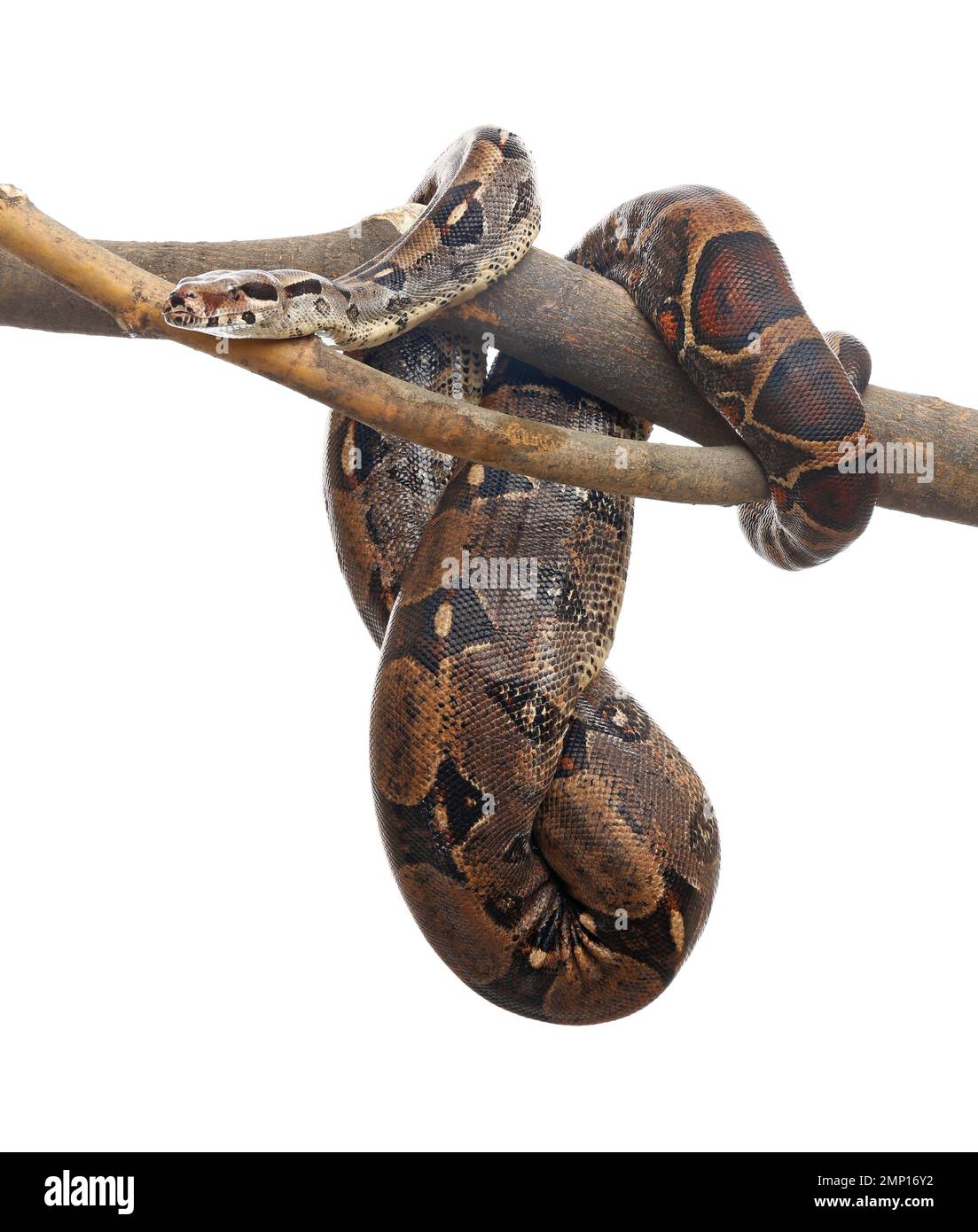 Brown boa constrictor on tree branch against white background Stock ...