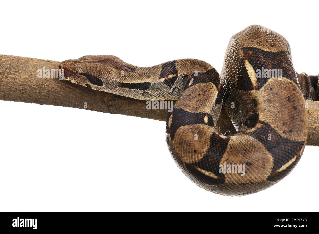 Brown boa constrictor on tree branch against white background Stock ...