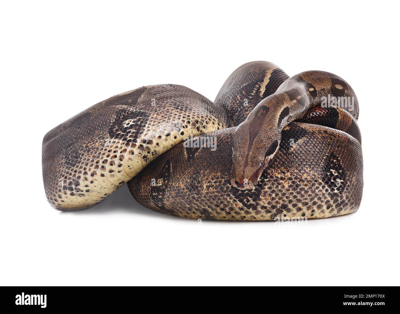 Brown boa constrictor on white background. Exotic snake Stock Photo - Alamy