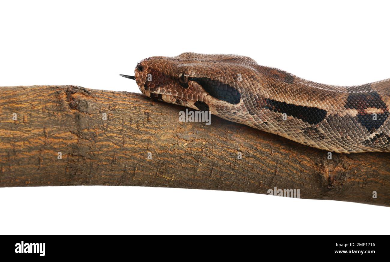 Brown boa constrictor on tree branch against white background Stock ...
