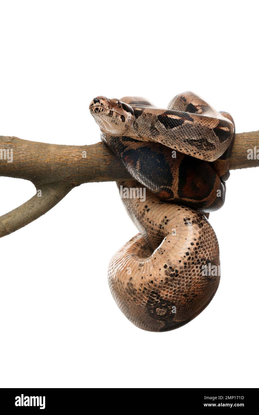 Brown boa constrictor on tree branch against white background Stock ...