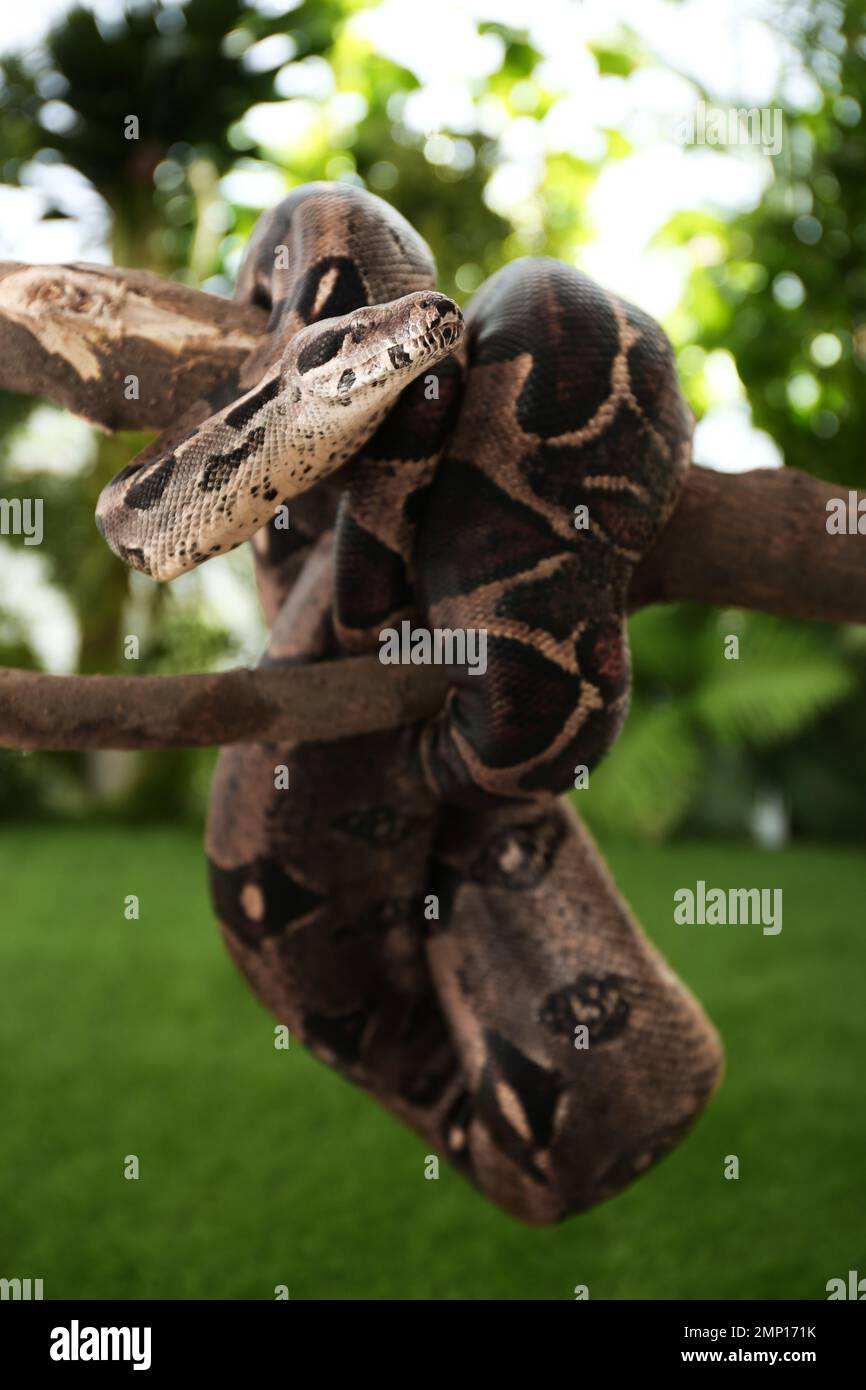Brown boa constrictor on tree branch outdoors Stock Photo - Alamy