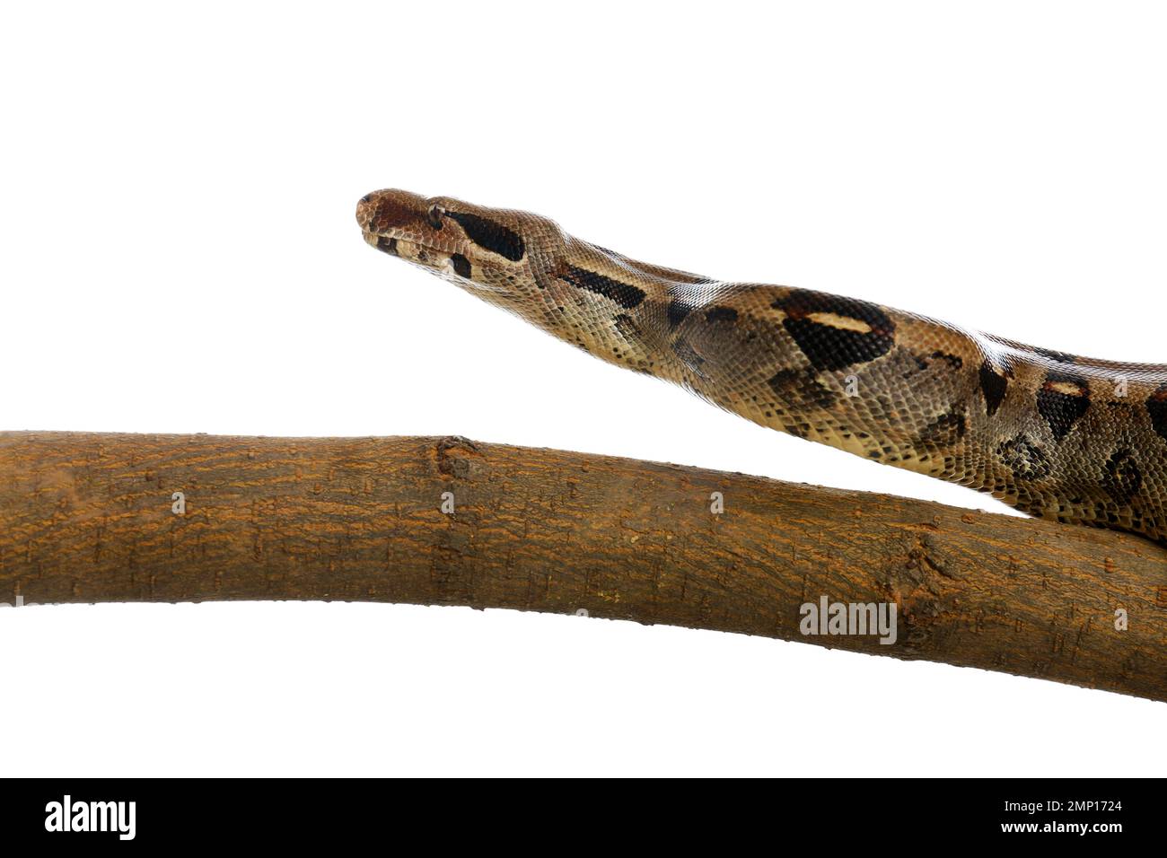 Brown boa constrictor on tree branch against white background Stock ...
