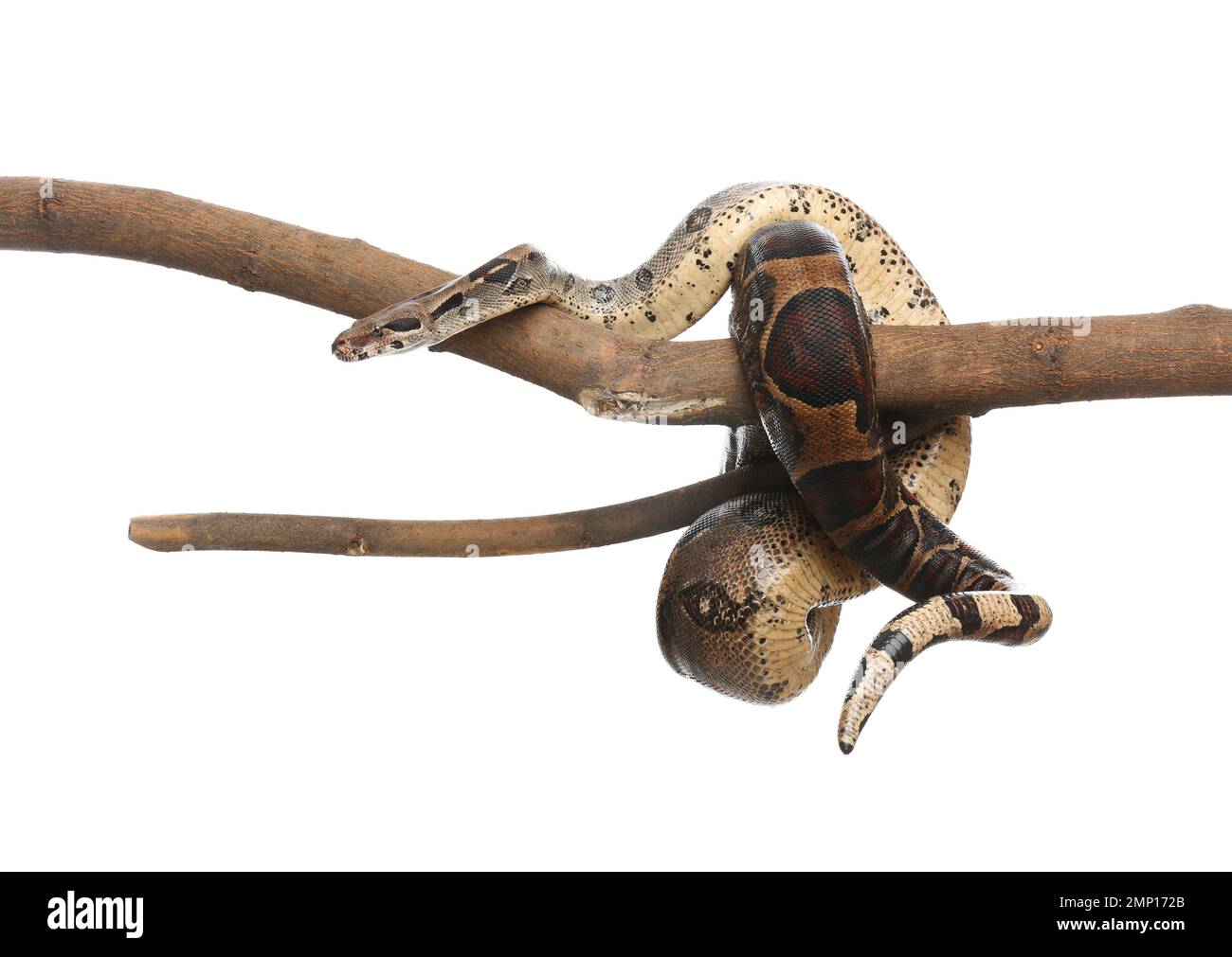 Brown boa constrictor on tree branch against white background Stock ...
