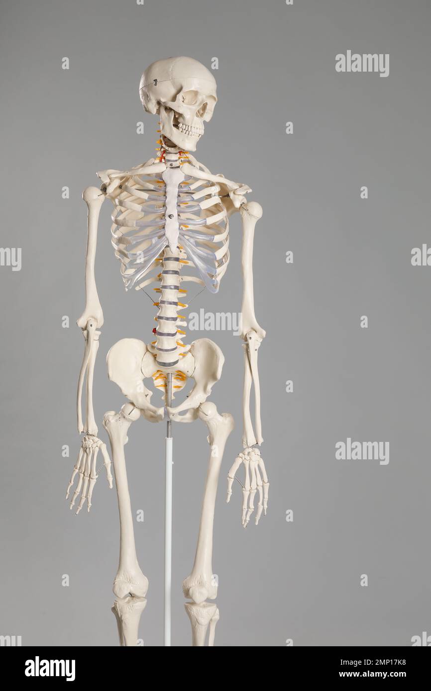 Artificial human skeleton model on grey background Stock Photo - Alamy