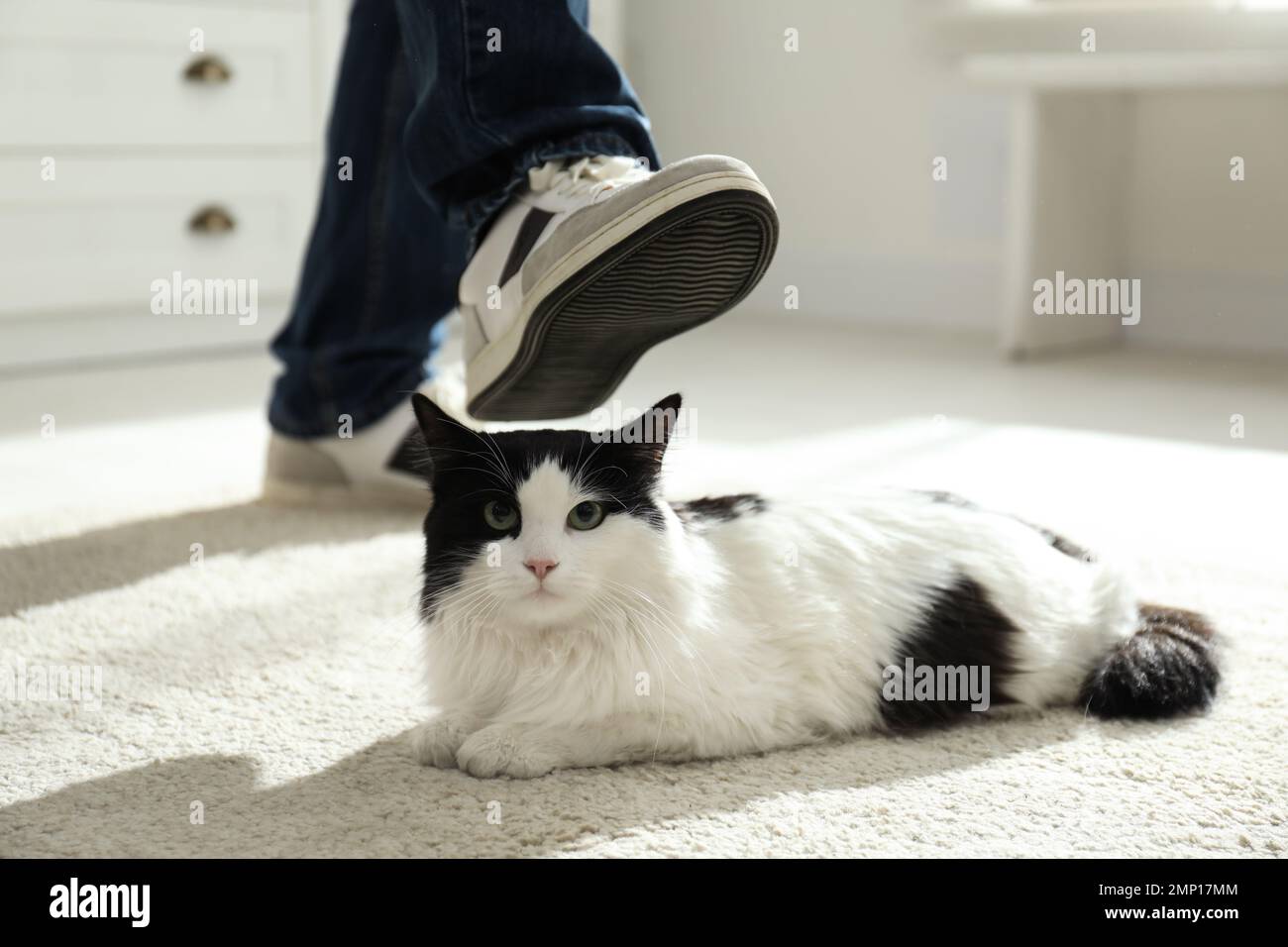 Man kicking cat at home, closeup of legs. Domestic violence against ...