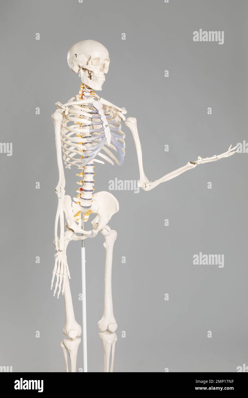 Artificial human skeleton model on grey background Stock Photo - Alamy