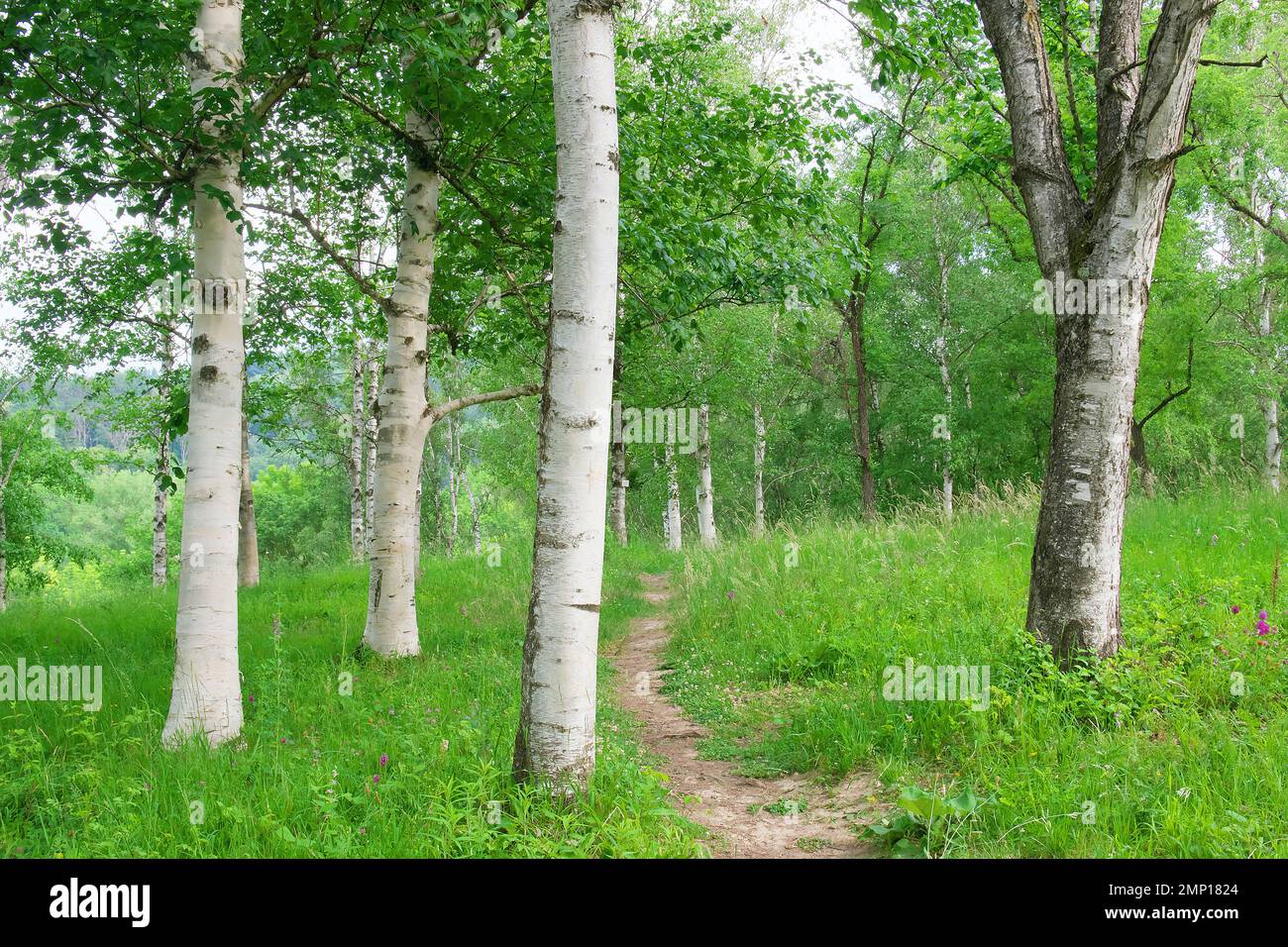 Paper birch-trees in arboretum Liliental, Kaiserstuhl. Betula papyrifera Baden Stock Photo - Alamy
