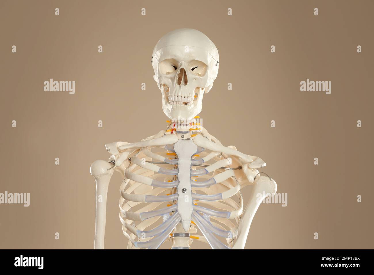 Artificial human skeleton model on beige background Stock Photo - Alamy