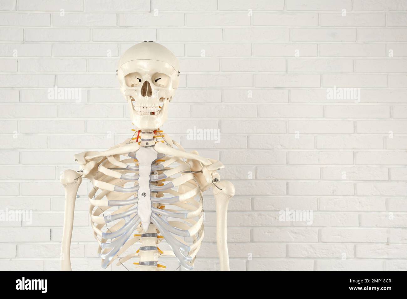 Artificial human skeleton model near white brick wall. Space for text ...