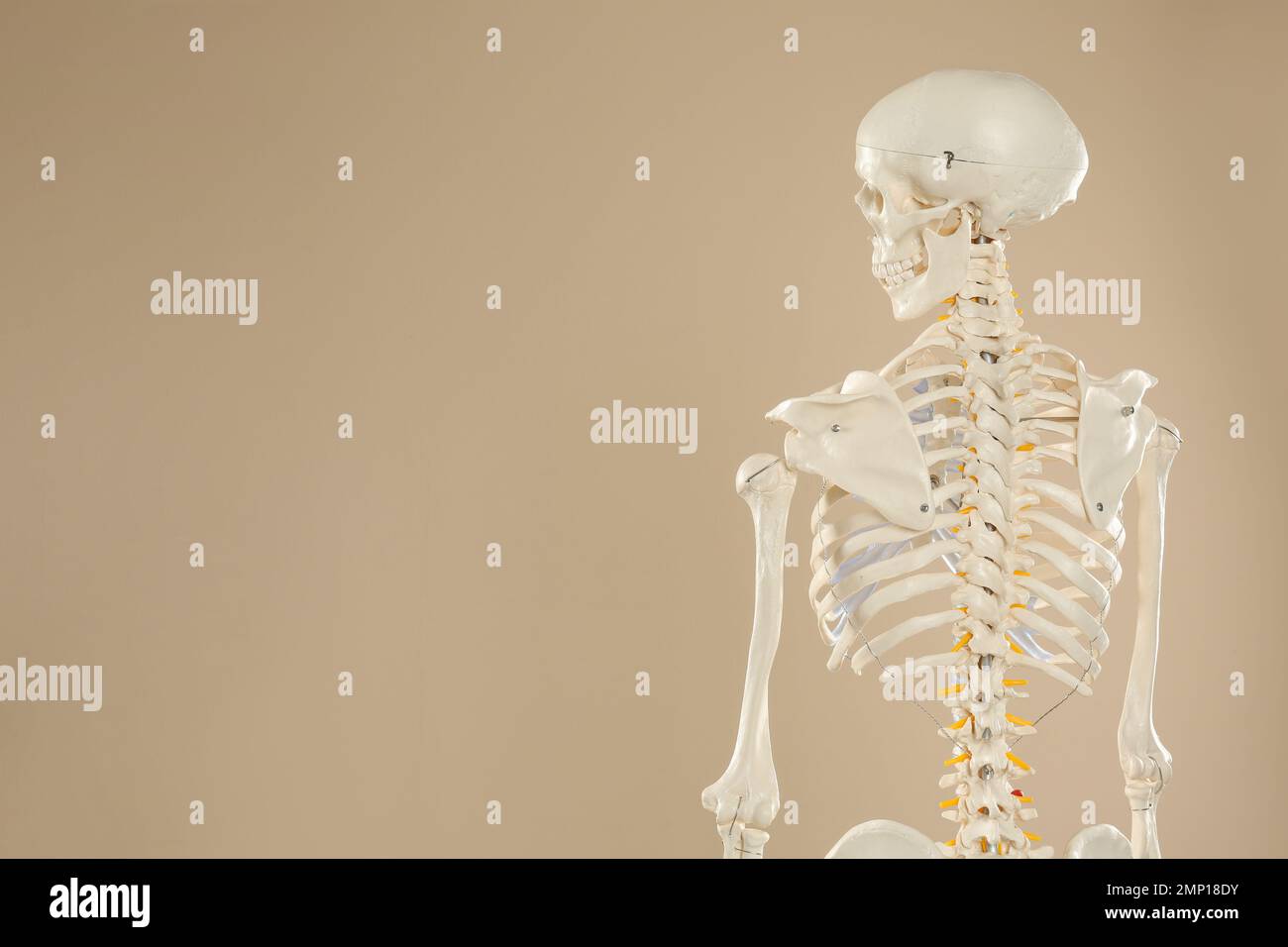 Artificial human skeleton model on beige background, back view. Space ...