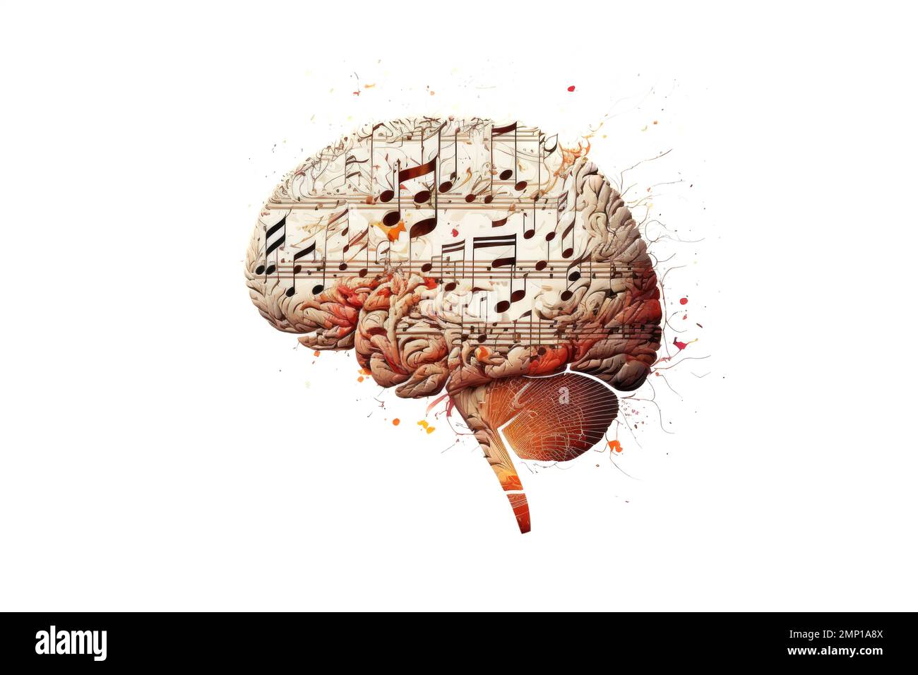 Anatomy notes Cut Out Stock Images & Pictures - Alamy