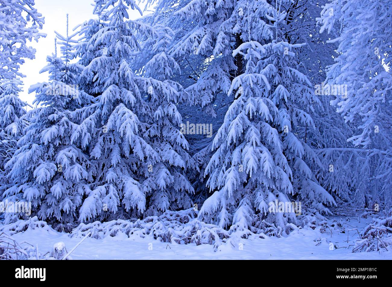A group of young firs in snow, cold light, blue Picea abies South ...