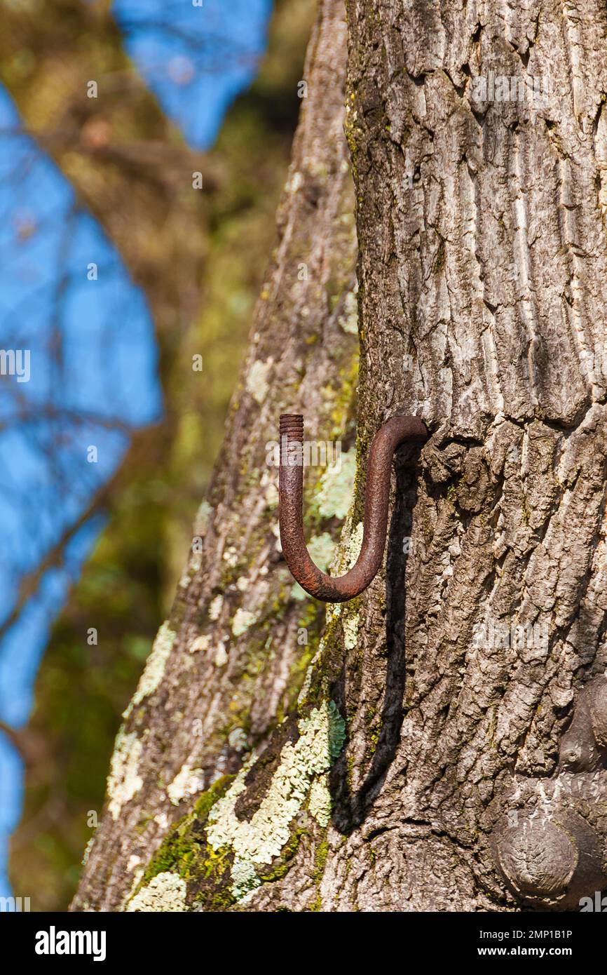 Natural and artificial. An iron branch grow out of tree Stock Photo - Alamy