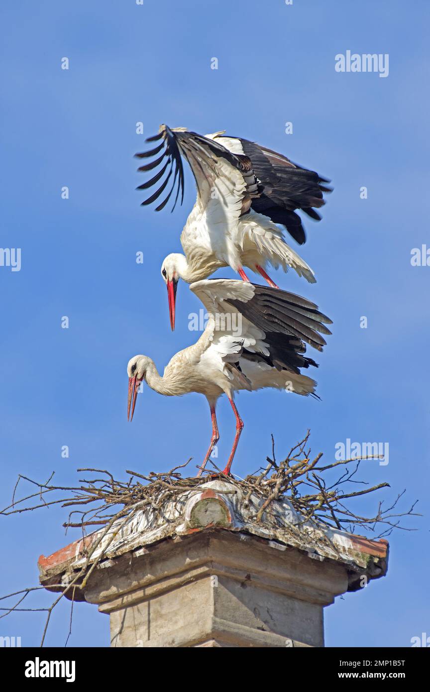 White stork couple, mating on chimney. Ciconia ciconia South Germany ...