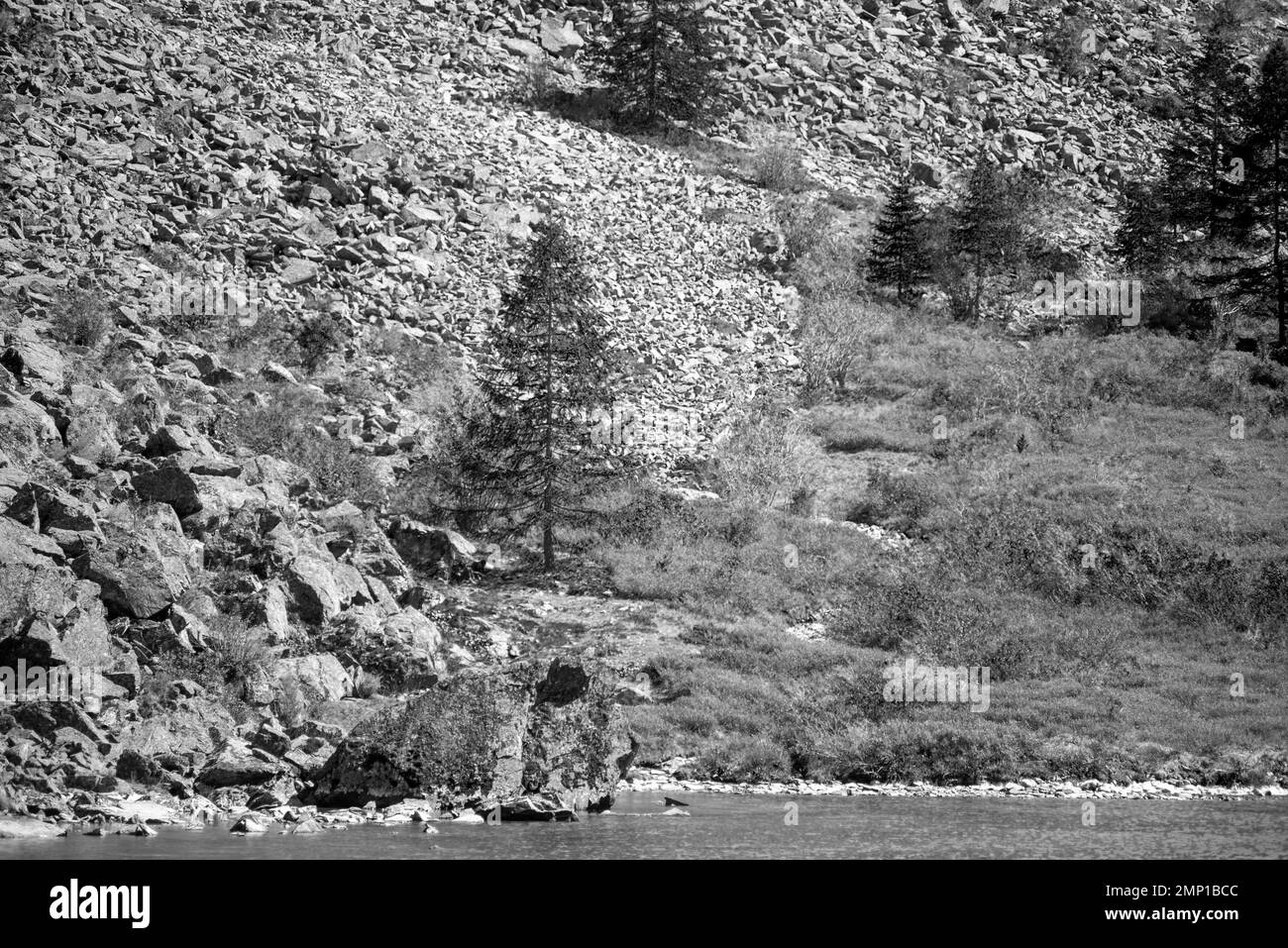 Altai big trees Black and White Stock Photos & Images - Alamy