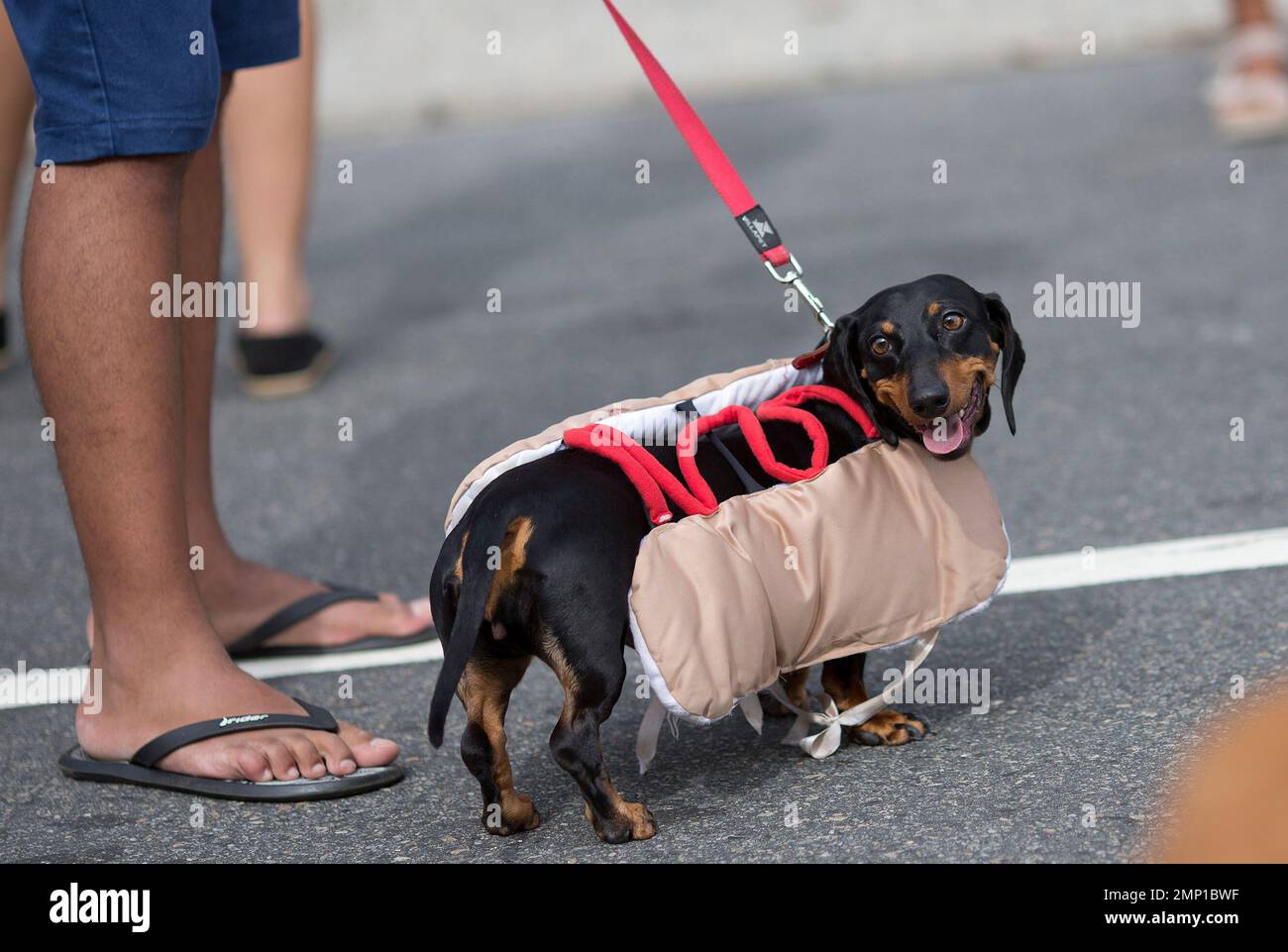 A dog wears a hot dog costume during the "Blocao" dog carnival parade ...