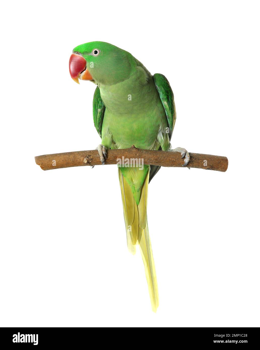 Beautiful Alexandrine Parakeet on tree branch against white background ...