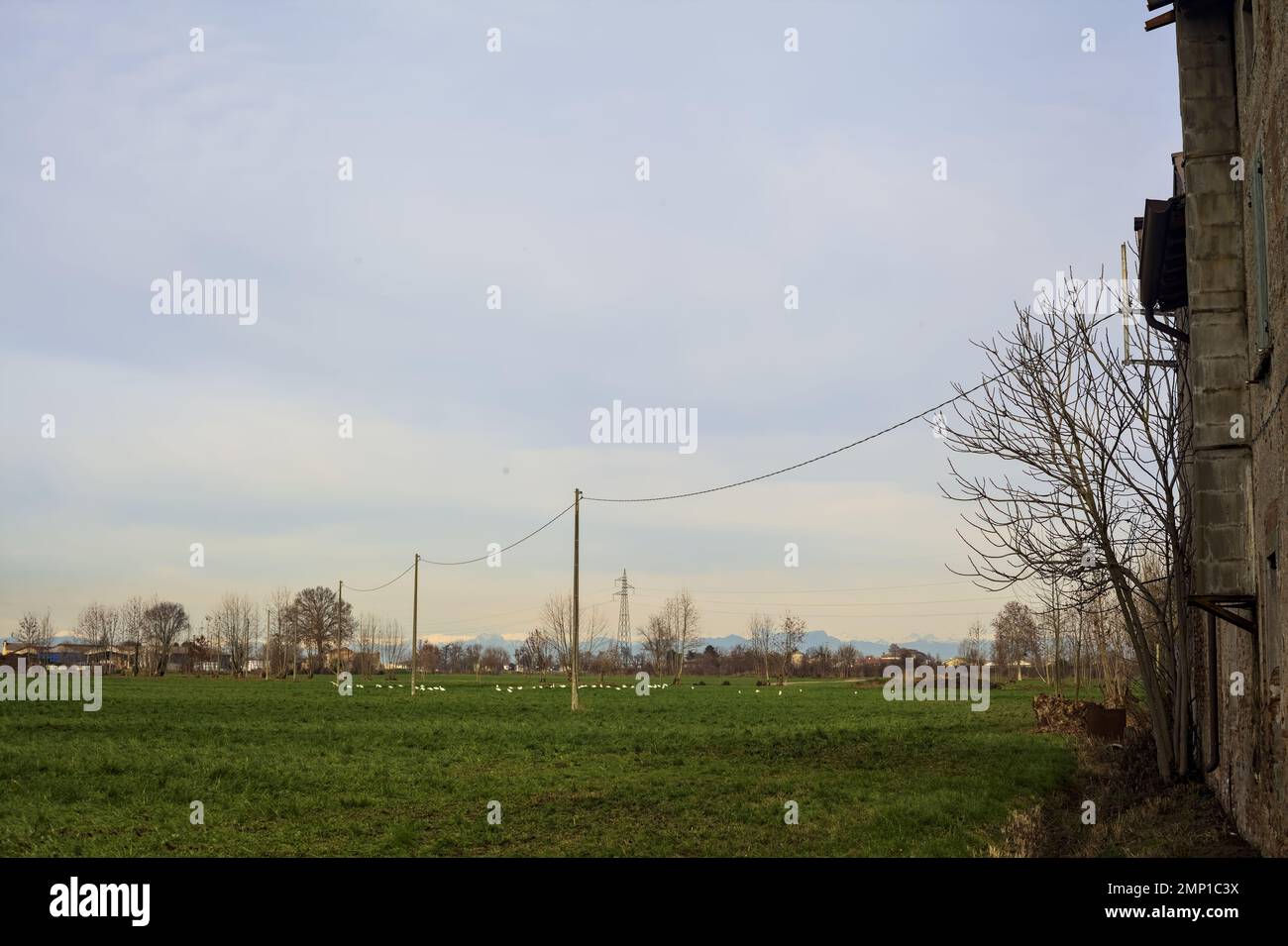 Electricity power line on wooden pylons in a field starting from an ...