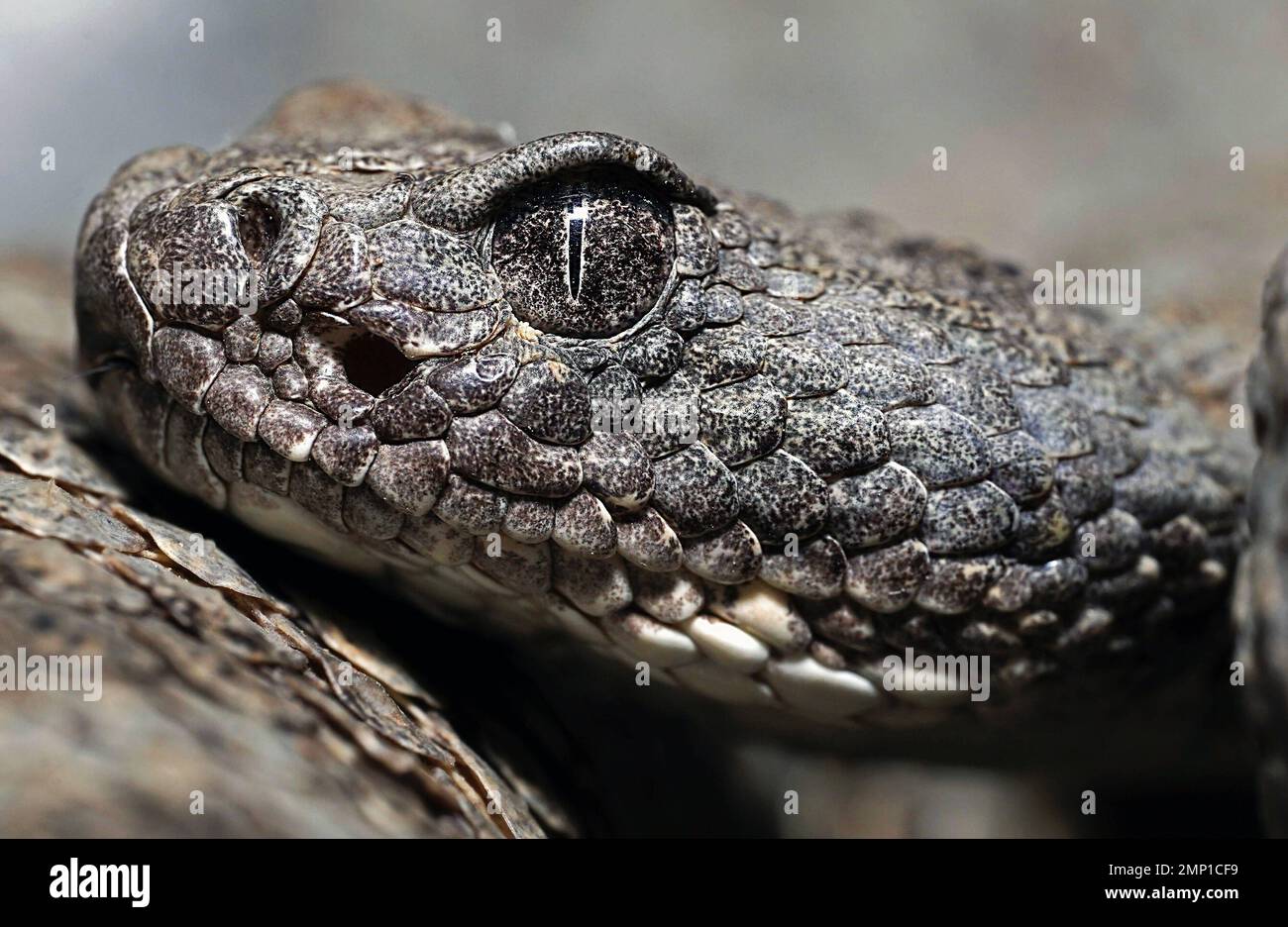 Close up of the terrifying face. Phoenix, Arizona, USA: TERRIFYING ...
