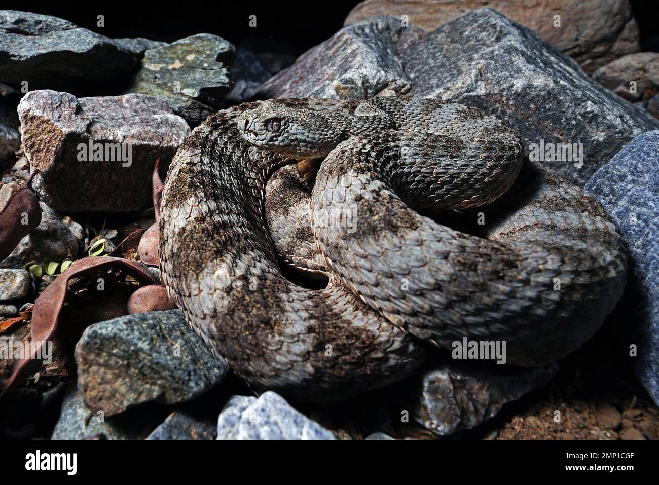 Coiling in defence. Phoenix, Arizona, USA: TERRIFYING images show a ...