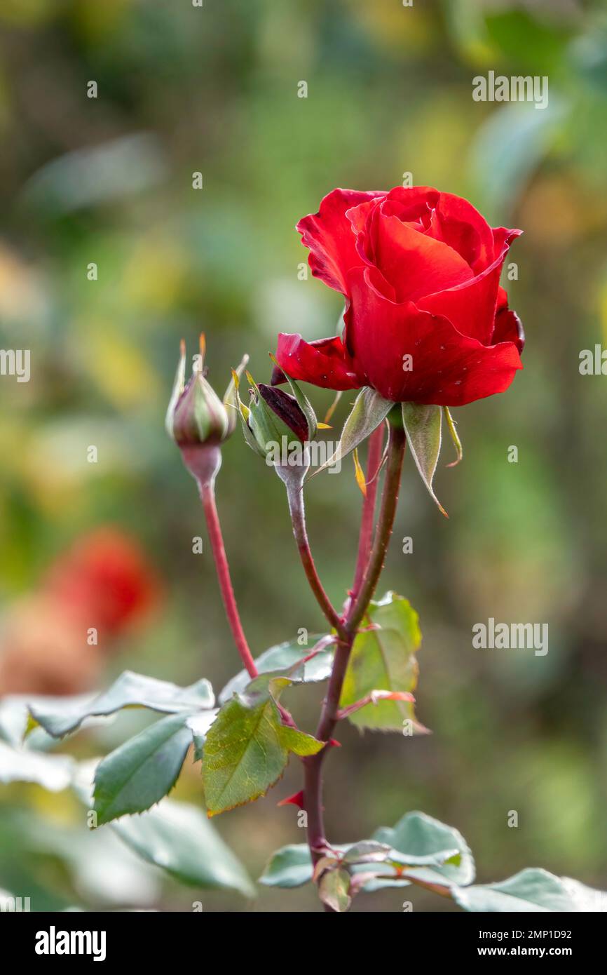 Single red rose flower on a stem with bokeh background. Rose flower ...