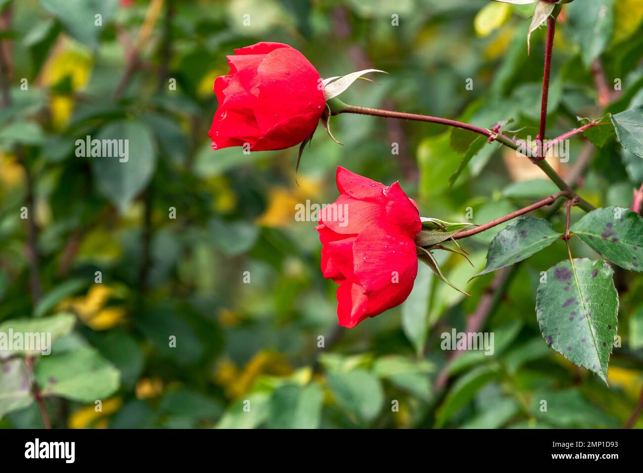 Single red rose flower on a stem with bokeh background. Rose flower ...