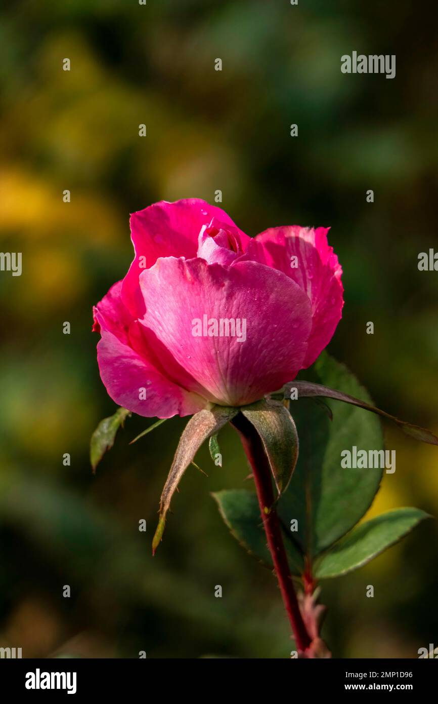 Pink rose flower on a stem with bokeh background. Rose flower bush with ...