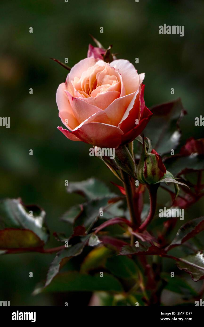 Single red yellow rose flower on a stem with bokeh background. Rose ...