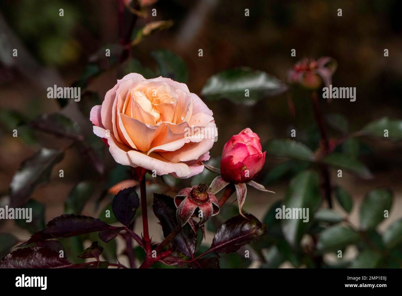 Single red yellow rose flower on a stem with bokeh background. Rose ...