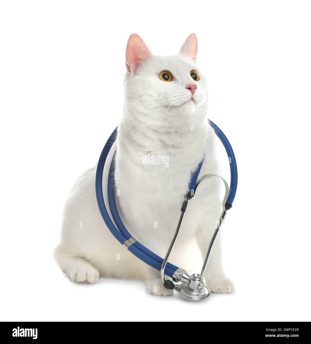 Cute cat with stethoscope as veterinarian on white background Stock ...