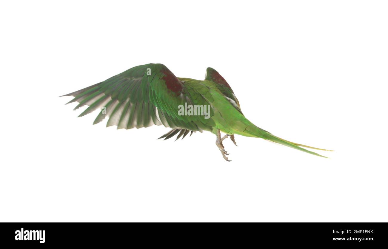 Beautiful Alexandrine parakeet flying isolated on white Stock Photo - Alamy