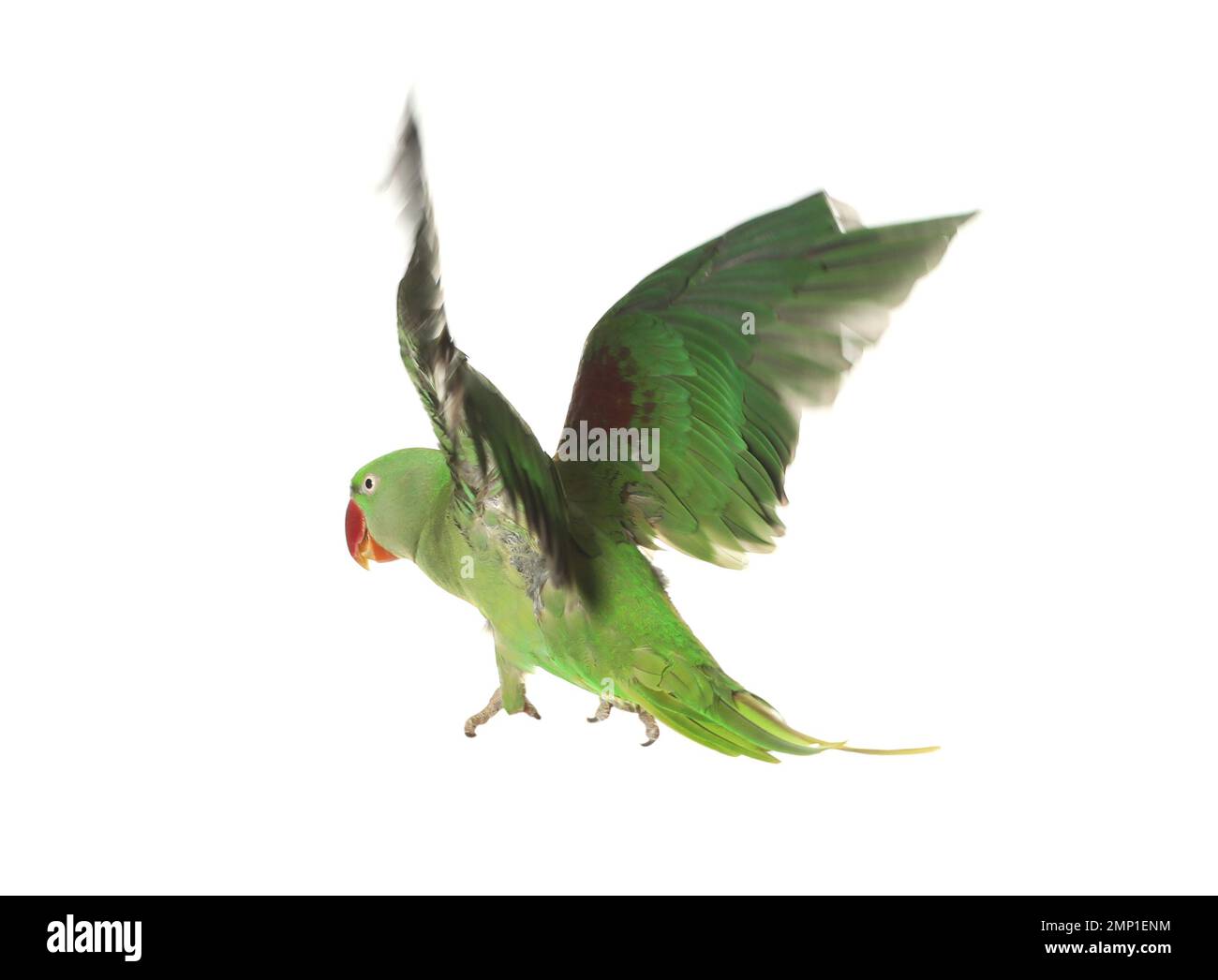 Beautiful Alexandrine parakeet flying isolated on white Stock Photo - Alamy