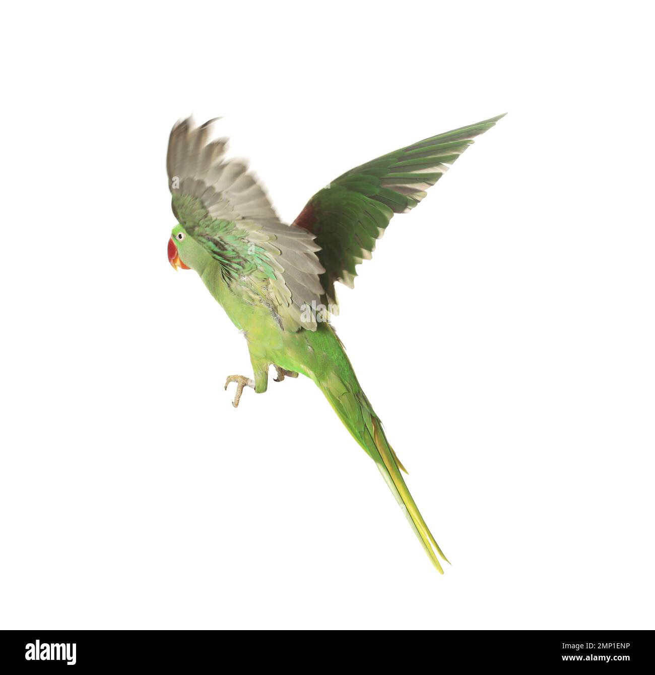 Flying red parrot isolated on hi-res stock photography and images - Alamy