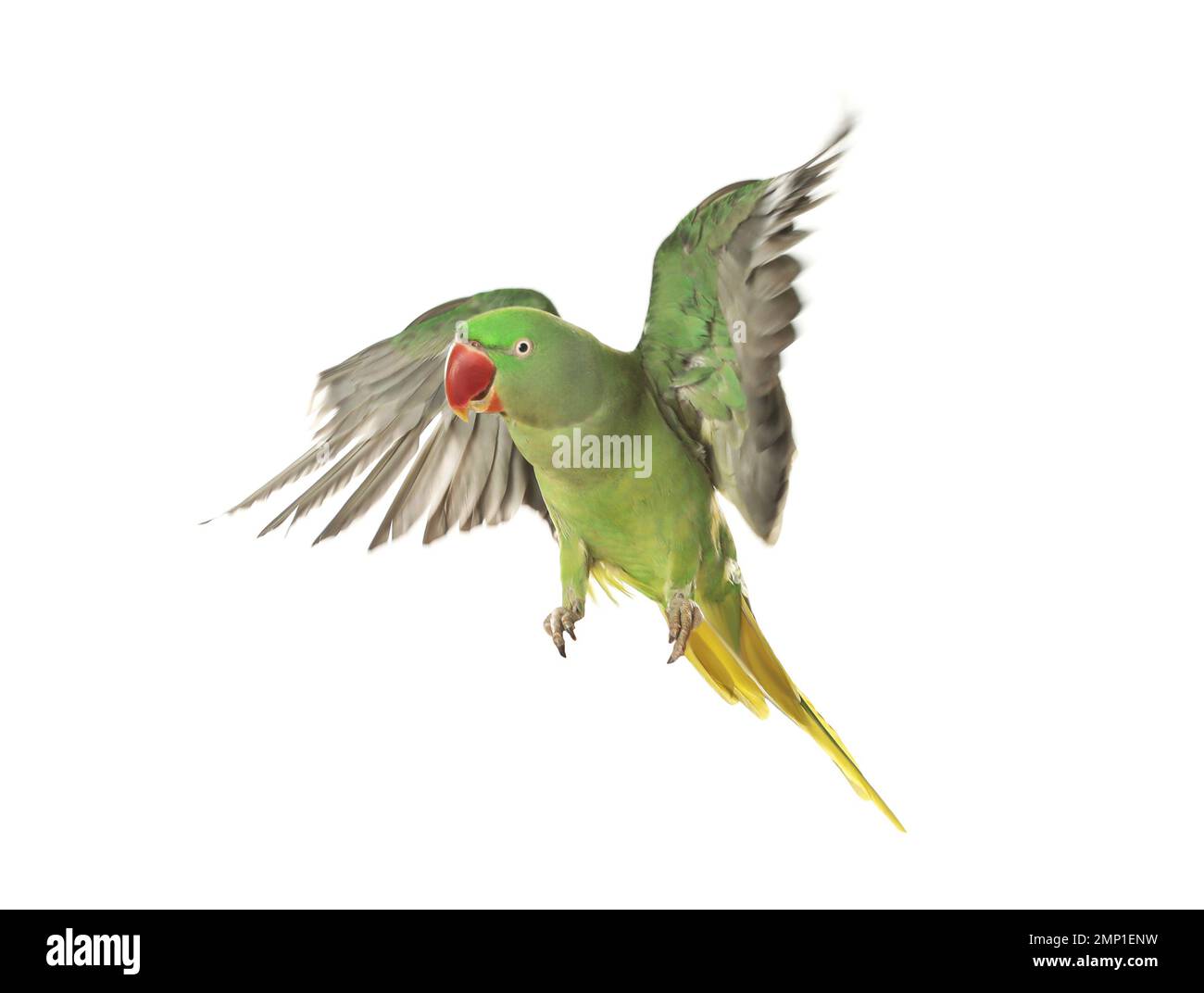 Beautiful Alexandrine parakeet flying isolated on white Stock Photo - Alamy