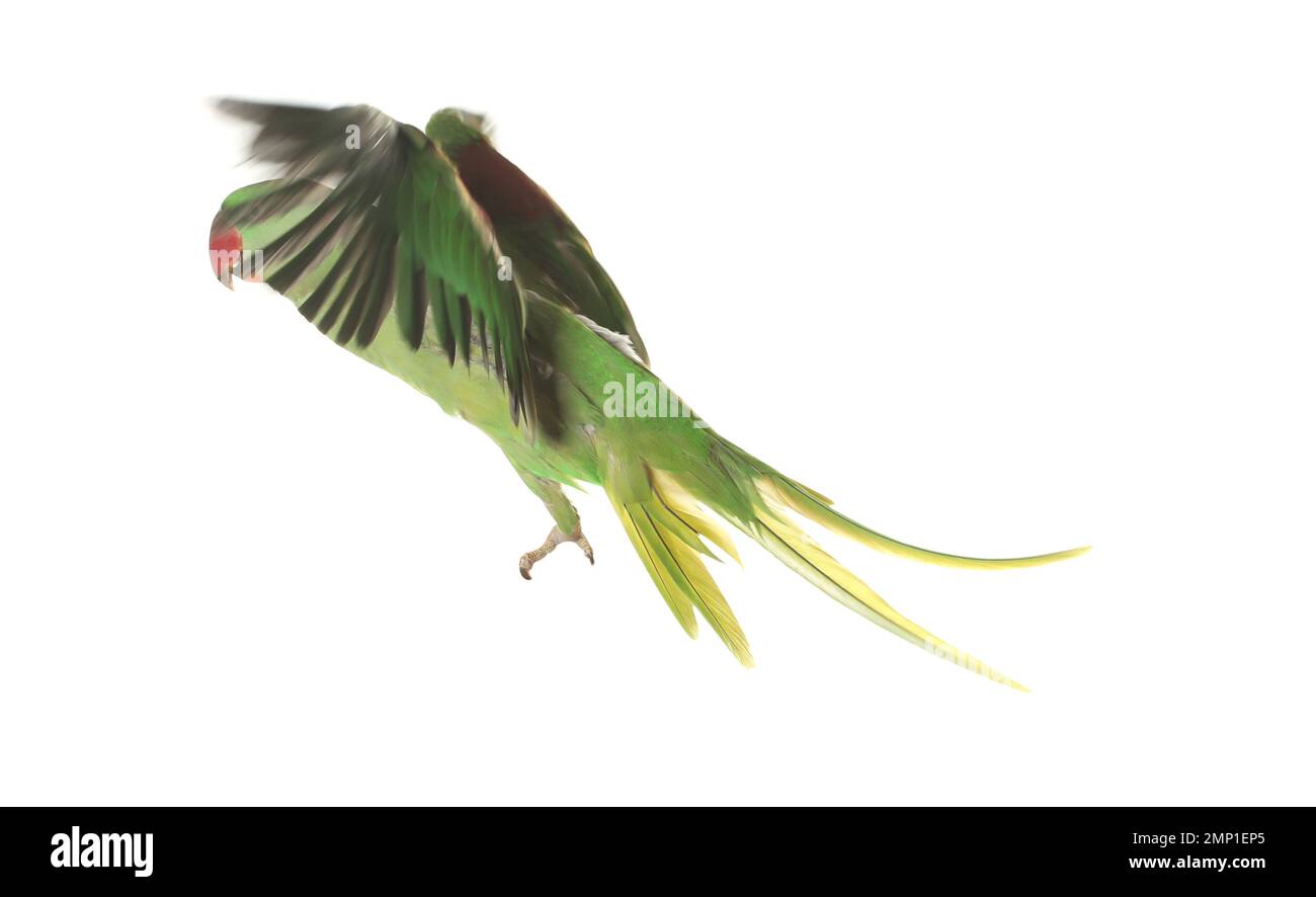 Beautiful Alexandrine parakeet flying isolated on white Stock Photo - Alamy