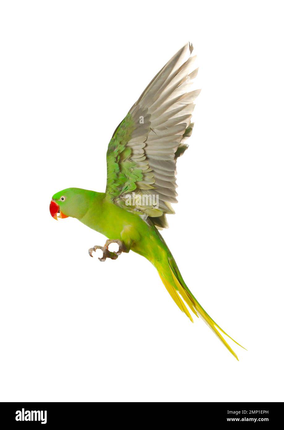 Beautiful Alexandrine parakeet flying isolated on white Stock Photo - Alamy