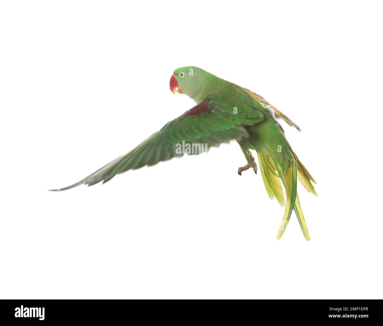 Beautiful alexandrine parakeet flying hi-res stock photography and ...