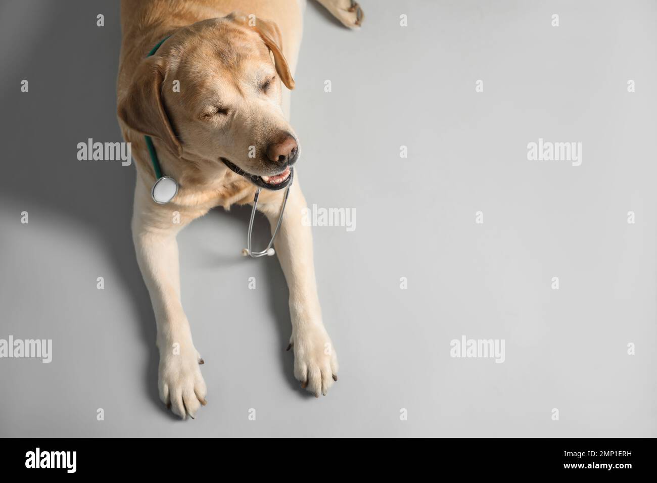 Cute Labrador dog with stethoscope as veterinarian on light grey ...