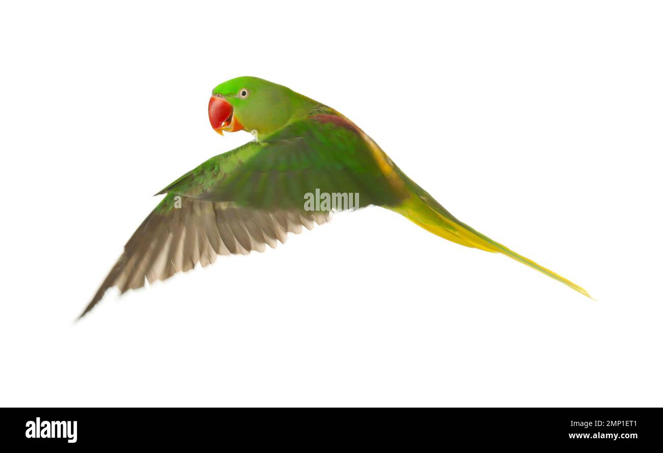 Beautiful Alexandrine parakeet flying isolated on white Stock Photo - Alamy